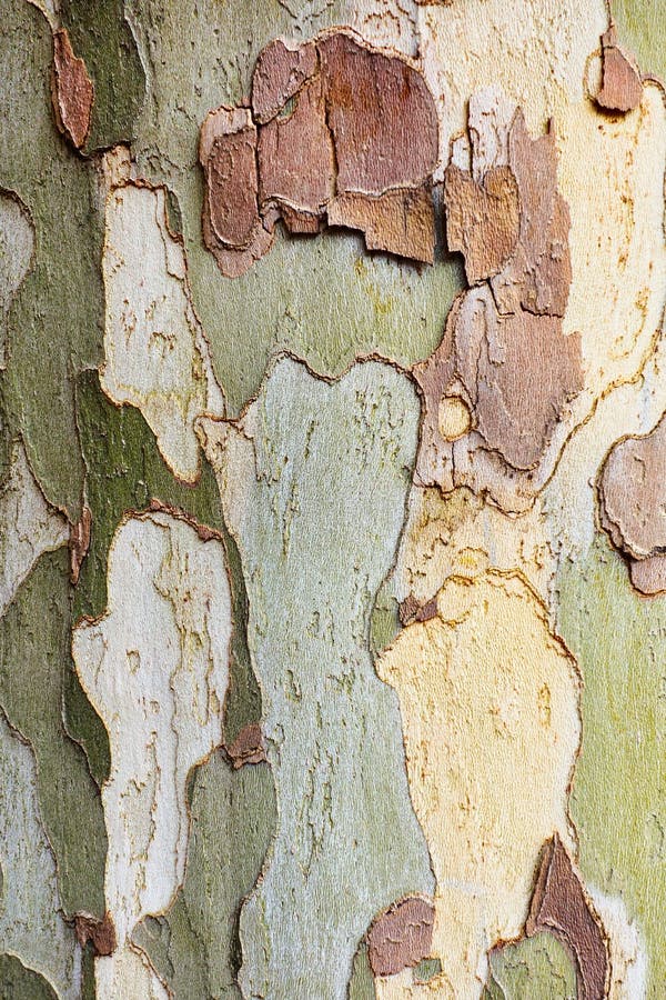 Textured Abstract Bark Pattern Stock Image - Image of tree, military ...