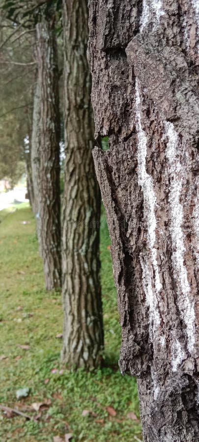 Textured of Skin Pine Trees Stock Image - Image of soil, autumn: 264750511