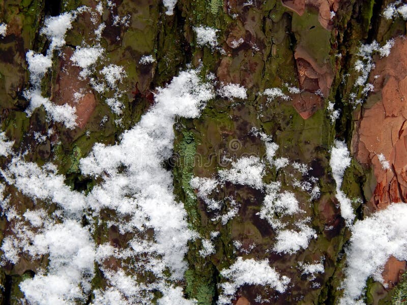 The Textured Surface of the Bark of a Tree with Snow Stock Image ...
