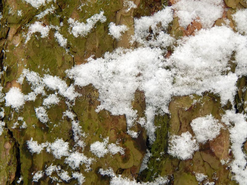 The Textured Surface of the Bark of a Tree with Snow Stock Image ...
