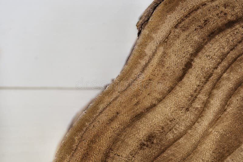 Wooden Detailed Texture of Cut Tree Trunk Cross-section or Stump. Brown ... Wooden Detailed Texture of Cut Tree Trunk Cross-section or Stump. Brown ...
