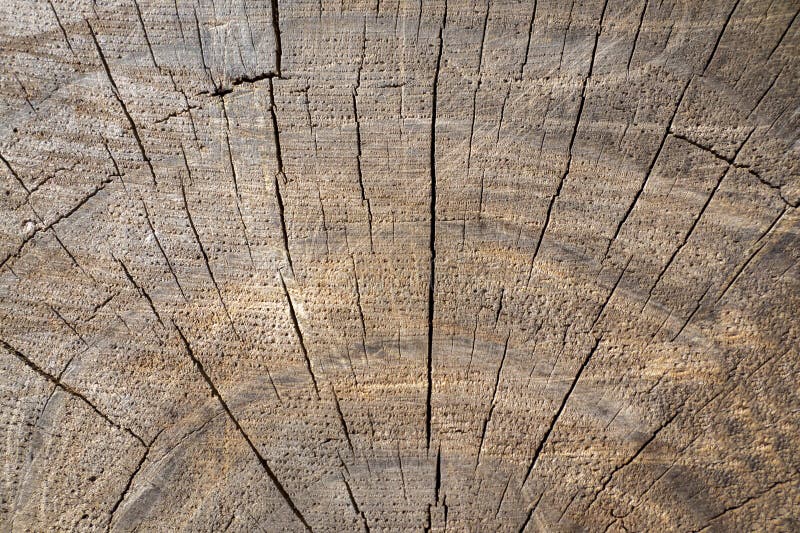 The Textured Surface of a Log Stock Image - Image of chest, plant ...