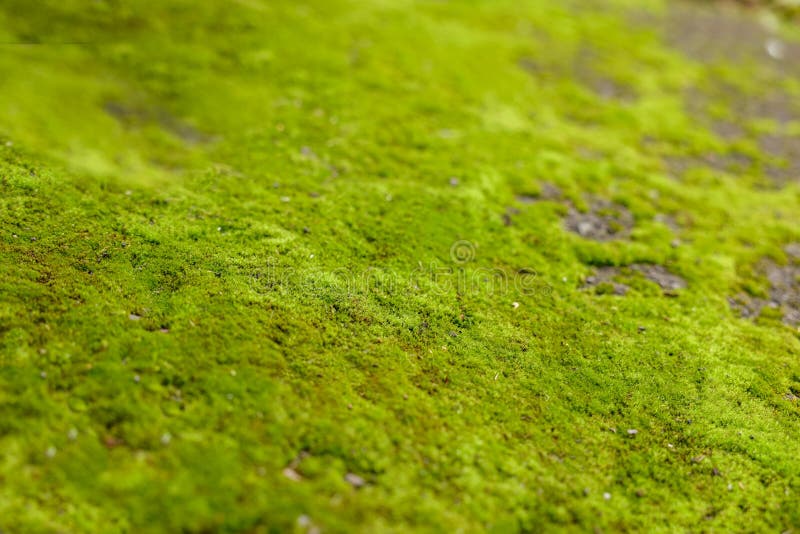 Textured Surface with Moss As Background, Closeup Stock Photo - Image ...