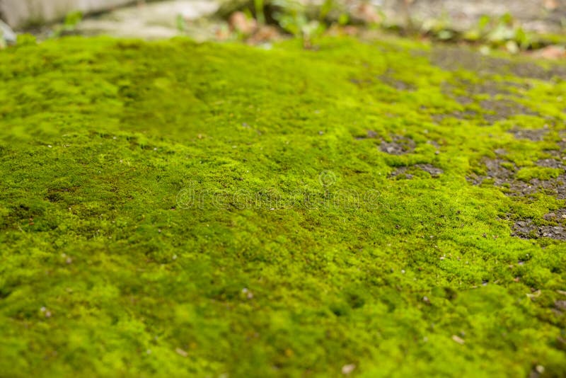 Textured Surface with Moss As Background, Closeup Stock Photo - Image ...