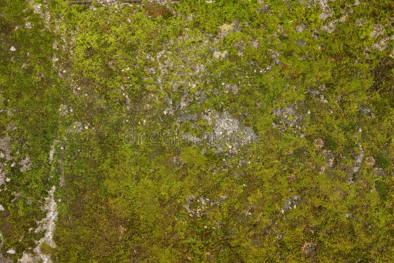 Textured Surface with Moss As Background, Top View Stock Photo - Image ...