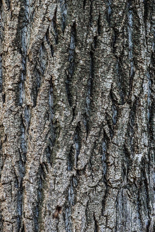 Textured Surface of Oak Tree Trunk Stock Photo - Image of surface, tree ...