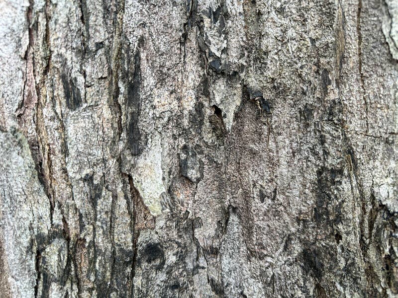 Textured Surface of Tree Bark Highlighting the Natural Patterns and Details Found in Forests ...