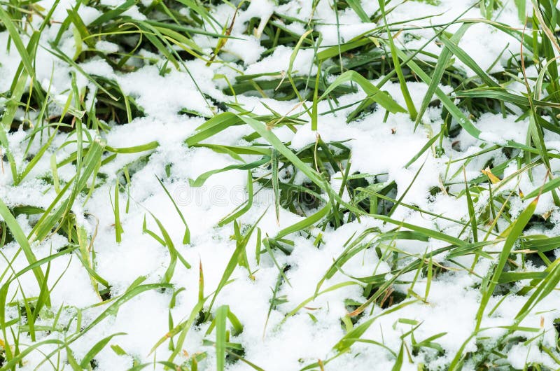 Snowy grass stock image. Image of cold, background, christmas - 12825521