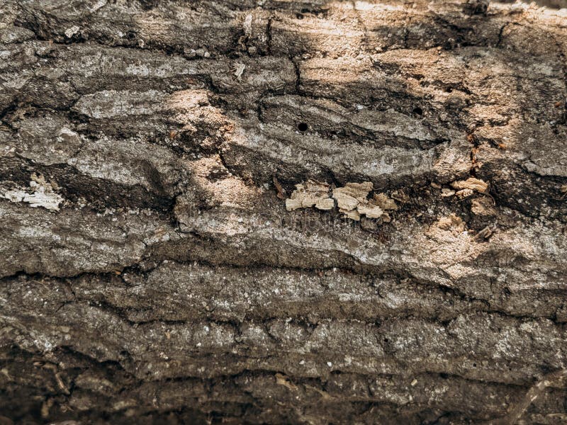 Textured Tree Bark Close-Up Close Up of Detailed Brown Rough Bark ...