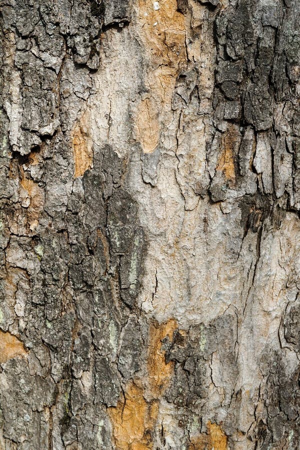 Textured Tree Bark with Exposed Wood Stock Photo - Image of aged ...