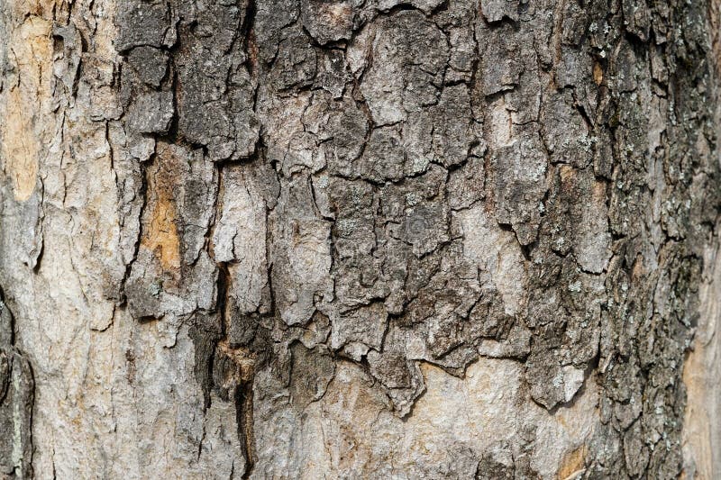 Textured Tree Bark with Exposed Wood Stock Photo - Image of organic ...
