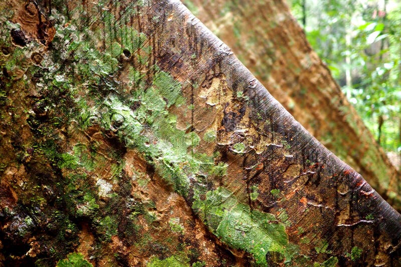 Textured Tree Bark on a Huge Tree Root Stock Image - Image of abstract ...