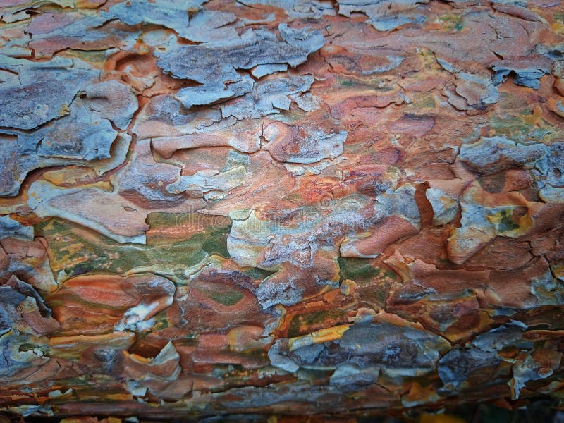 Orange Gray Tree Bark Texture. Nature Relief. Nature Texture ...