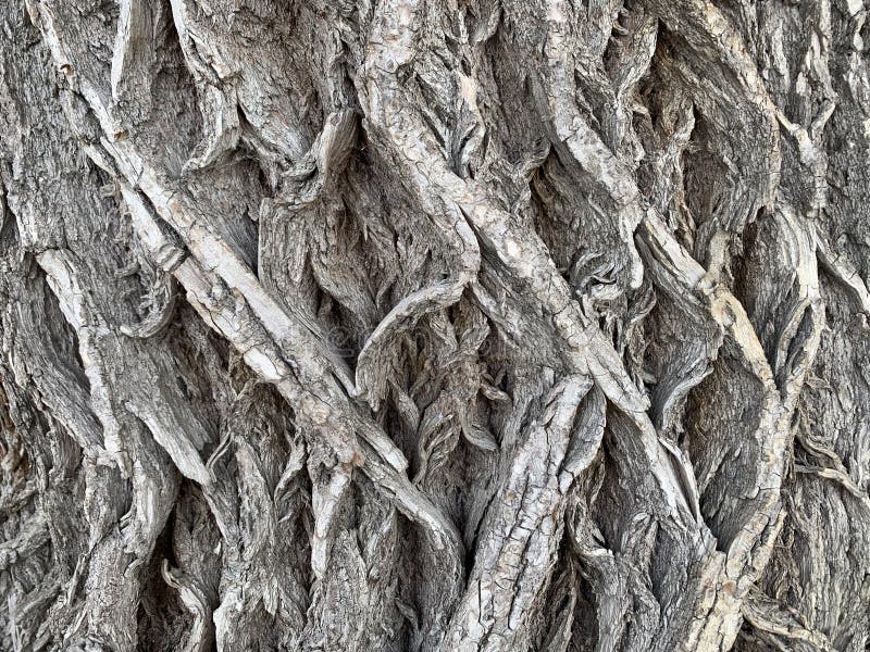 Textured tree bark stock image. Image of aging, wooden - 176249817