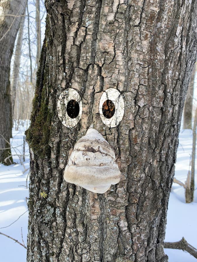Textured tree bark stock image. Image of pine, bark - 176250495