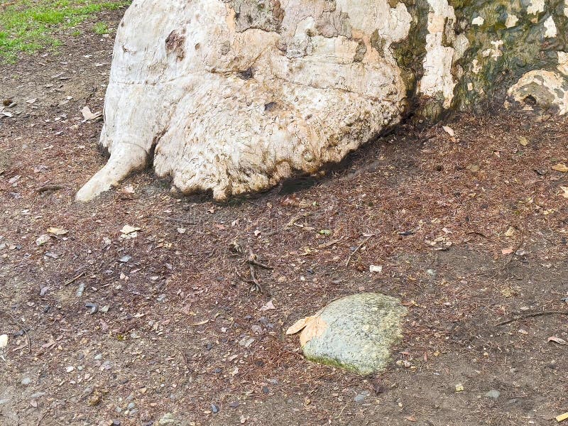 Textured Tree Base with Rock on Forest Floor Editorial Image - Image of ...