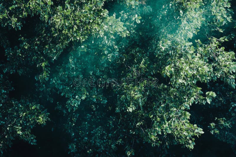 Textured Tree Canopy, Dense Green Leaves with Scattered Light and ...