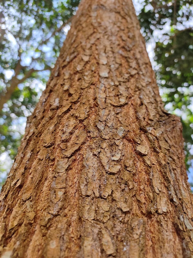 Tree rough textured stock photo. Image of trunk, deciduous - 275597692