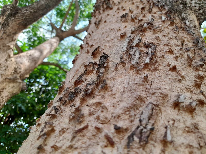 Textured Tree Skin on the Bark and Green Lush Background Stock Image ...