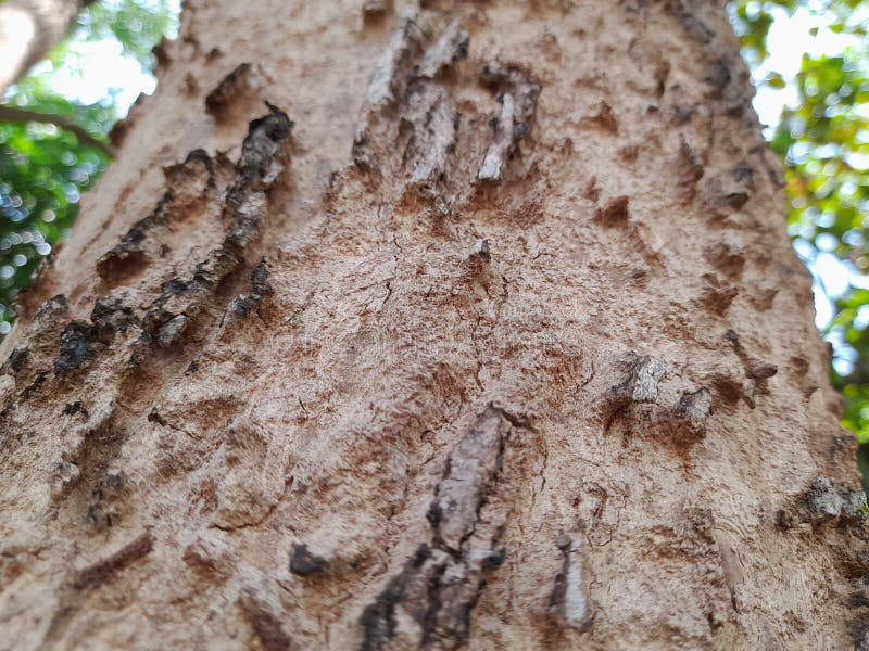 Textured Tree Skin on the Bark and Green Lush Background Stock Image ...