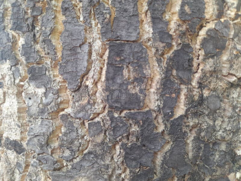 Textured Tree Skin on the Dark Brown Tree Bark Stock Photo - Image of ...