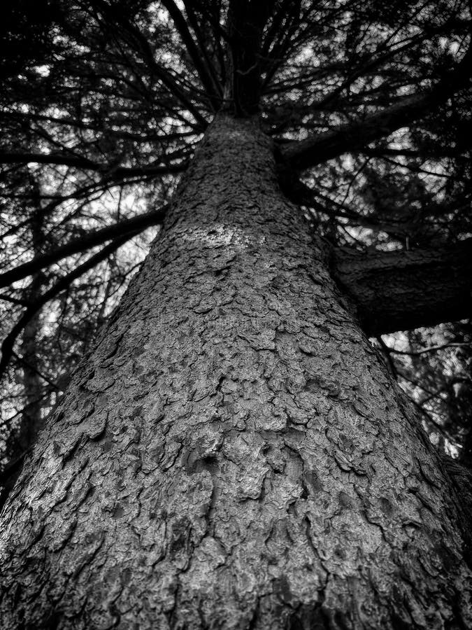 Tree Large Branches Extending Outward Stock Photos - Free & Royalty ...