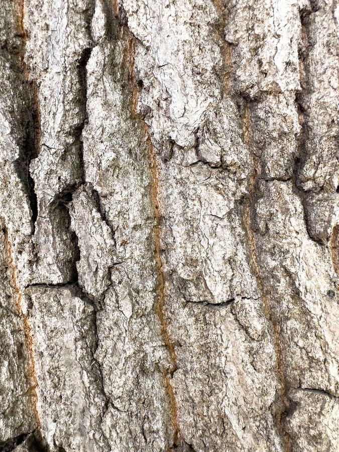 Textured Tree Trunk Close-Up Stock Image - Image of nature, details ...