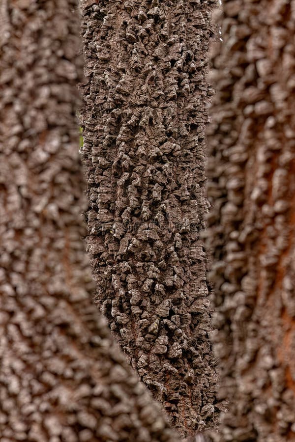 Textured Trunk Bark of a Weathered Piece of Wood Stock Photo - Image of ...