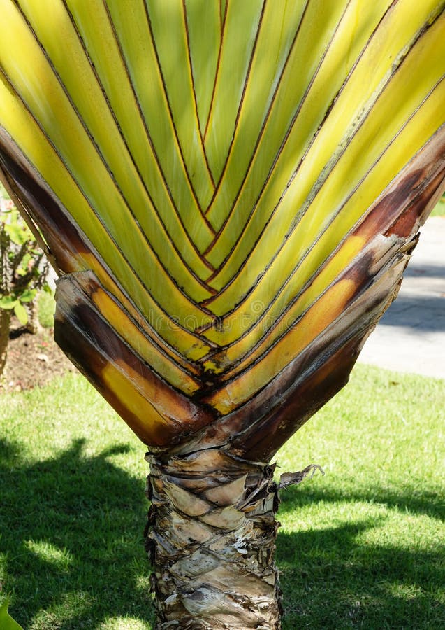 Ravenala Madagascariensis
