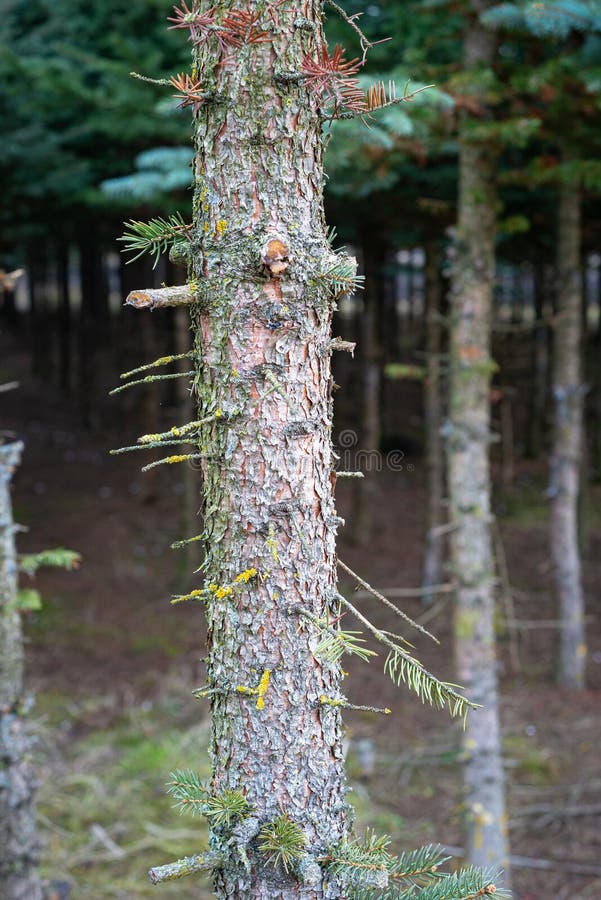Textured Trunk of a Spruce Tree in a Dark Forest with the Lower ...