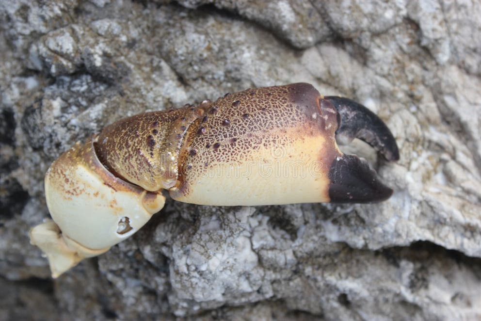 Textured View of a Crab Arm Stock Image - Image of tropical, stone ...