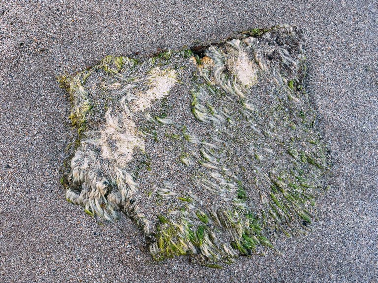 A Textured View of a Rock Embedded in Sand, Featuring Green Algae ...