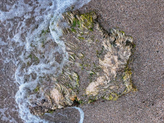 A Textured View of a Rock Embedded in Sand, Featuring Green Algae ...