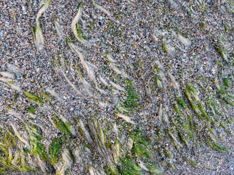 A Textured View of a Rock Embedded in Sand, Featuring Green Algae ...