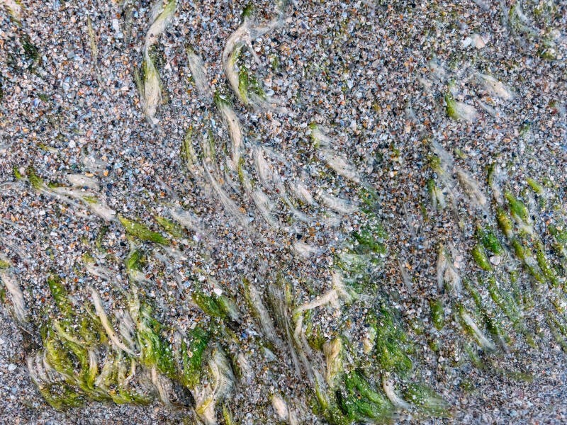 A Textured View of a Rock Embedded in Sand, Featuring Green Algae ...