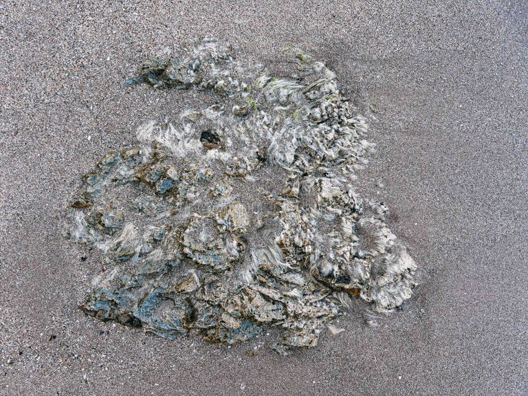 A Textured View of a Rock Embedded in Sand, Featuring Green Algae ...