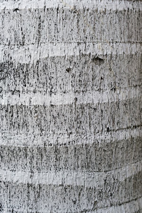 Bark on a Tree Trunk. Wood Texture Stock Image - Image of background ...