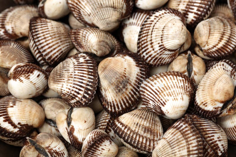 124 Textures Whit Stock Photos - Free & Royalty-Free Stock Photos from ...