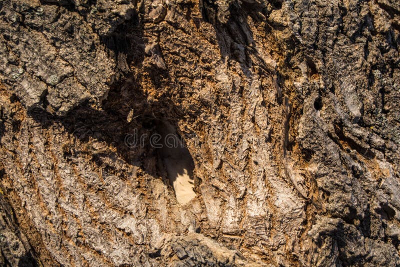 Beautiful Wooden Patterns for Background Stock Photo - Image of ...