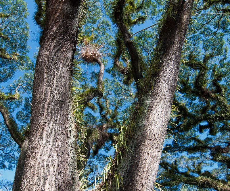 Textures of Bearded Mossman Trees, Australia Stock Photo - Image of ...