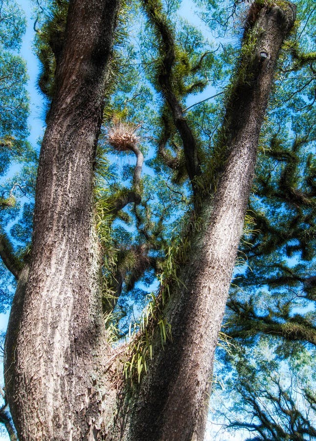 Textures of Bearded Mossman Trees, Australia Stock Photo - Image of ...