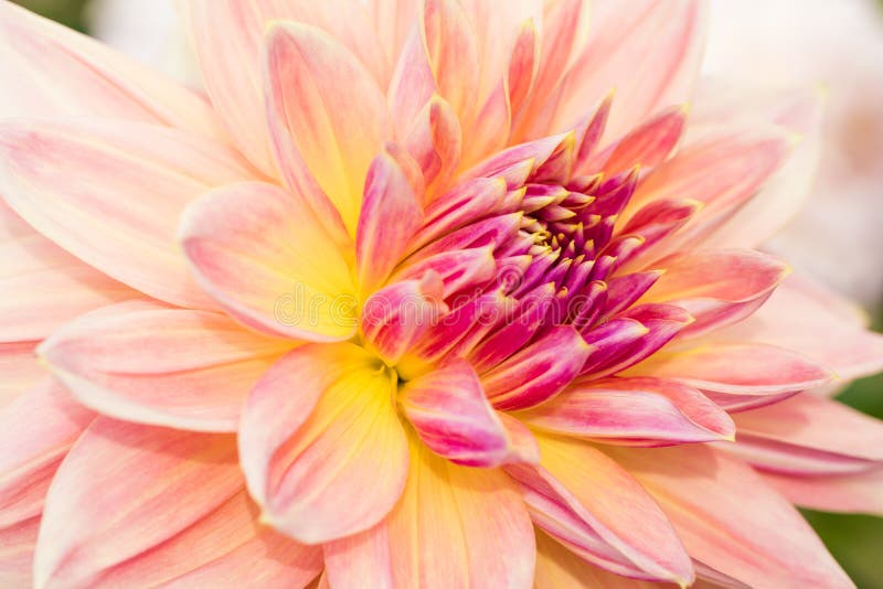 Textures Beautiful Flower Close-up Detail Stock Image - Image of green ...