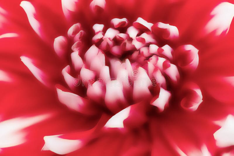 Textures Beautiful Flower Close-up Detail Stock Photo - Image of lens ...