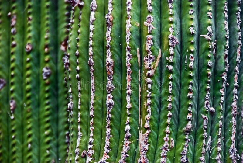 Textures of cactus stock image. Image of groove, plant - 11761029