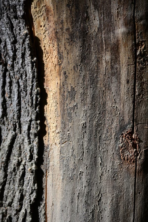 Textures stock photo. Image of plant, textures, texture - 93980792