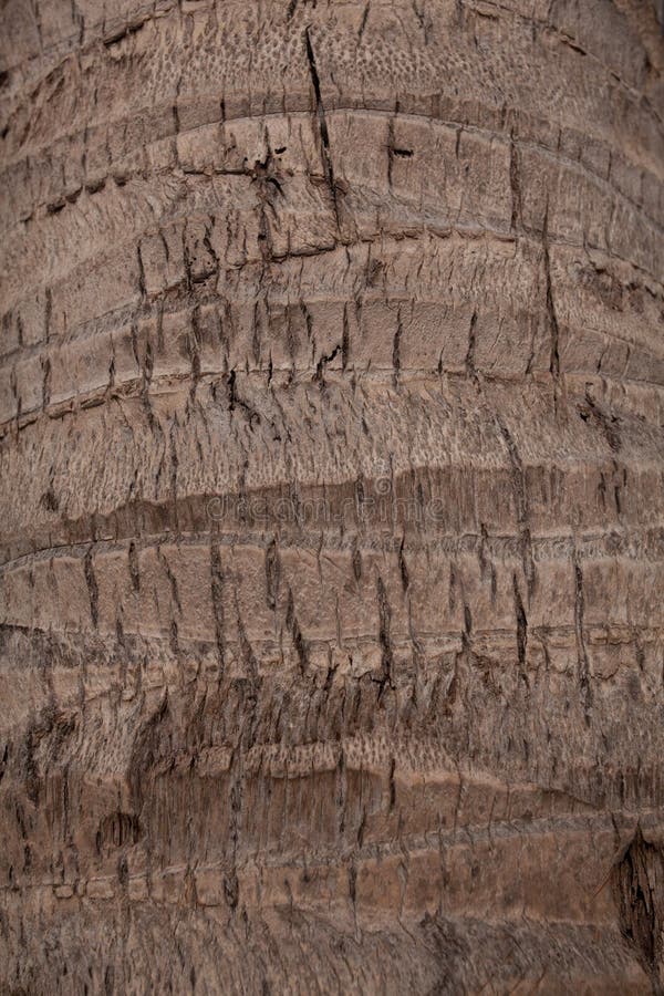 Textures of Coconut Tree Trunk Stock Photo - Image of beach, tropical ...