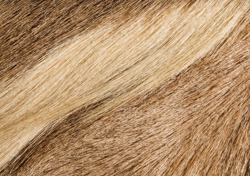 Textures de fourrure image stock. Image du fond, bronzage - 12459207