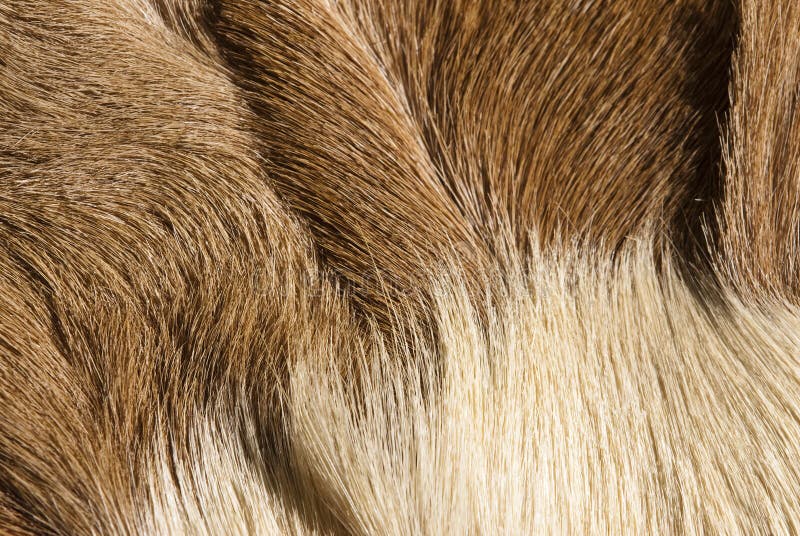 Textures de fourrure photo stock. Image du wallpaper - 12622046