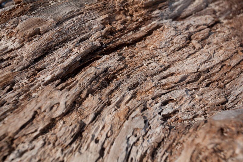 Textures of Dry Tree Trunk / Wood Stock Photo - Image of trunk ...