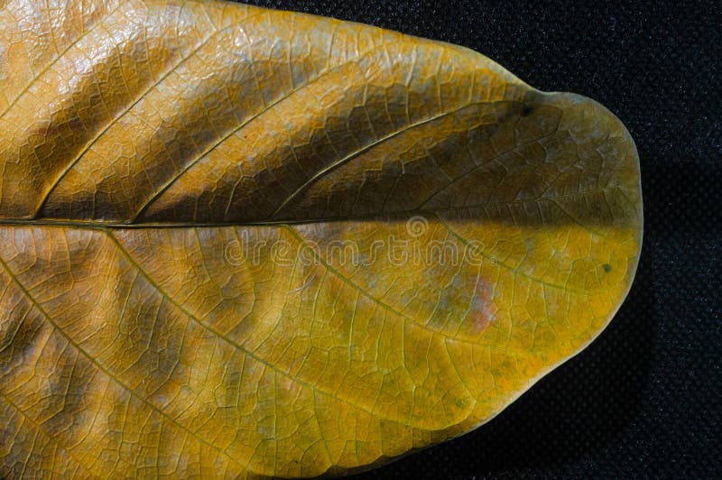 The Textures of a Fallen Leaf Stock Vector - Illustration of background ...